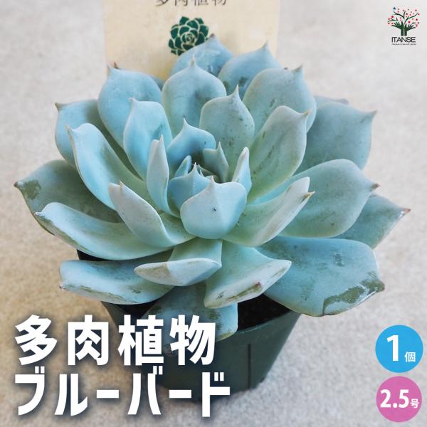 【品種特徴】青い鳥が羽を広げているかのような草姿が名前の由来。秋になると紅葉し、青白い葉が一変してパステルピンク一色になります。十分に日光に当てなかったり、水をあげすぎたりするとスカート化してしまいます。【エケベリアについて】エケベリアは、...