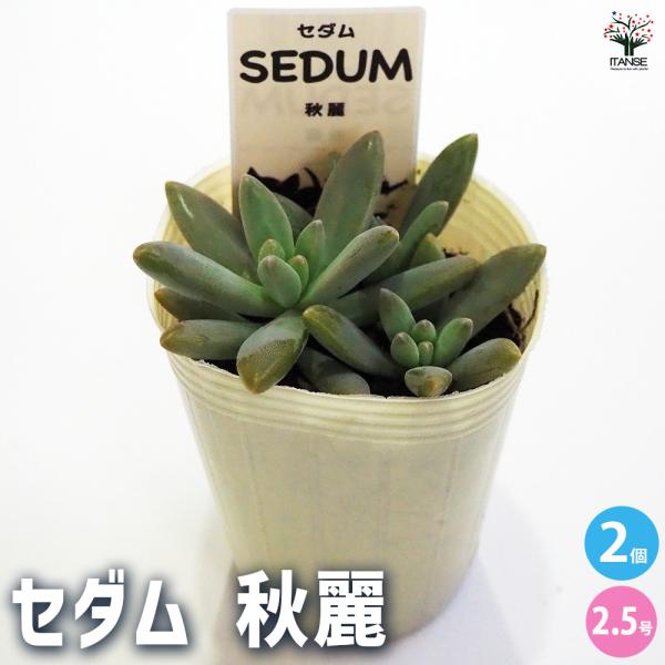 【品種の特徴】 秋麗とは、角ばった細長く肉厚な葉が特徴の多肉植物です。 葉の表面には薄く白い粉を帯び、シルバーグリーンの柔らかい雰囲気をまといます。 冬期にはピンク〜オレンジ色に紅葉します。 グラプトペタルム属とセダム属、異なる属性の交配種...