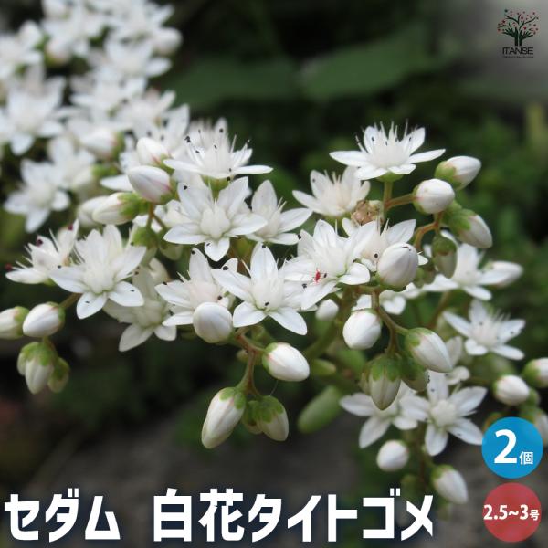【品種特徴】白花大唐米(シロバナタイトゴメ)は、4〜6月に白いお花を咲かせるセダムで、日本原産の多肉植物です。非常に小さい葉肉で、繊細で美しい葉色をしています。低温になるとブロンズ色に変化し、いろんな表情を楽しめます。1つ1つが一輪の花のよ...