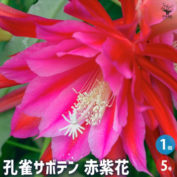 【品種特徴】孔雀サボテン(クジャクサボテン)の赤紫花品種です。クジャクサボテンの最大の特徴は、春から初夏(主に5〜6月)に咲く大輪で鮮やかな花です。花色は白・赤・ピンク・オレンジ・黄・紫など多彩で、花弁が重なり合い、光沢のある美しい姿が孔雀...