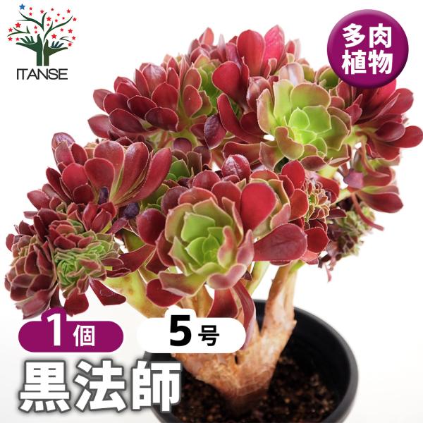 【品種特徴】 黒法師は、アエオニウム属の中でも代表的な園芸品種です。 葉は光沢を持ち、黒紫色に色変わりする美しい品種です。 冬型の多肉植物で、夏に休眠します。 茎の上部にロゼット状の葉をつける点が特徴で、花が咲いているような草姿が楽しめます...