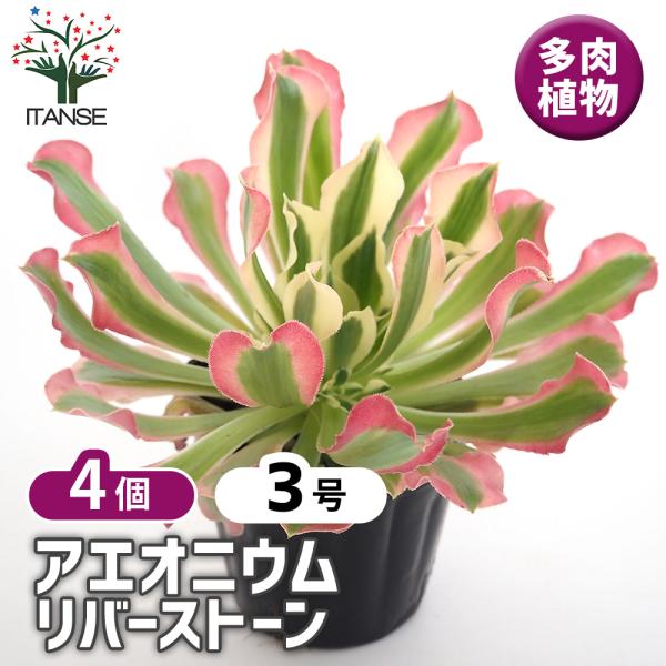 【品種特徴】緑の葉にクリーム色の斑が入り、縁が鮮やかなピンク色に染まる、非常に美しいアエオニウムです。葉はフリル状に波打ち、重なり合う姿はまるで華やかなドレスのよう。季節や日照条件によって葉色の変化が楽しめます。秋から春にかけて生育する「冬...