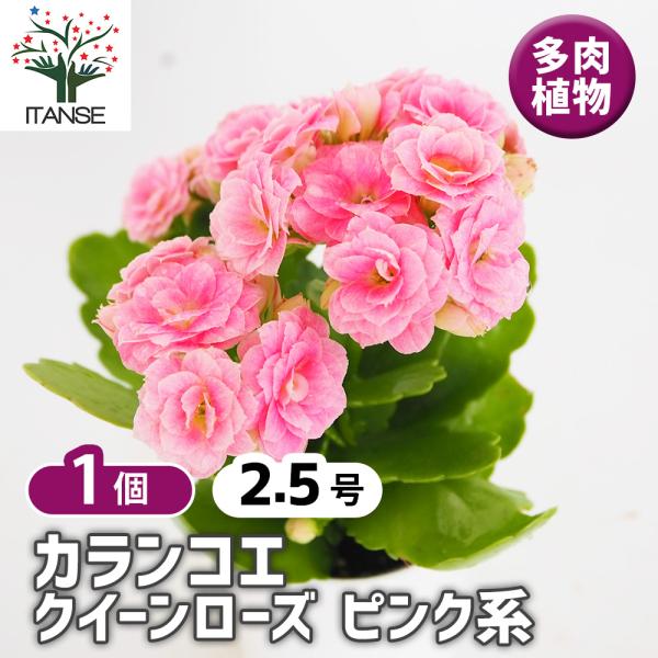 【品種特徴】 デンマークの育種会社クイーン社が生み出した、世界的に人気のカランコエです。 最大の特徴は、バラの花のように幾重にも重なる豪華な八重咲きの花。一般的なカランコエよりも格段に華やかで、存在感があります。 また、非常に花持ちが良いの...