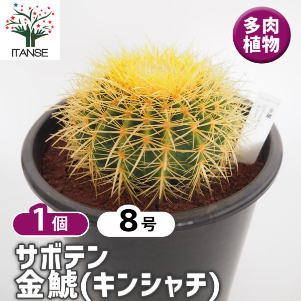 【品種特徴】 「サボテンの王様」として世界中で愛されている、最も有名なサボテンの一つです。 黄金色に輝く鋭く美しいトゲが、ボール状の株をびっしりと覆う姿は、まさに王様の風格。 若い株は可愛らしいですが、年月をかけてゆっくりと大きく成長してい...