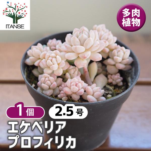 【品種特徴】 普段は優しいグリーンですが、春秋の生育期や寒暖差のある環境では、葉先から全体がほんのりピンク色に染まり、とても可愛らしい姿を見せてくれる多肉植物。 「prolifica(多産の)」が示す通り、ランナー(匍匐茎)を伸ばして、その...