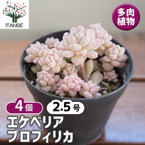 【品種特徴】 普段は優しいグリーンですが、春秋の生育期や寒暖差のある環境では、葉先から全体がほんのりピンク色に染まり、とても可愛らしい姿を見せてくれる多肉植物。 「prolifica(多産の)」が示す通り、ランナー(匍匐茎)を伸ばして、その...