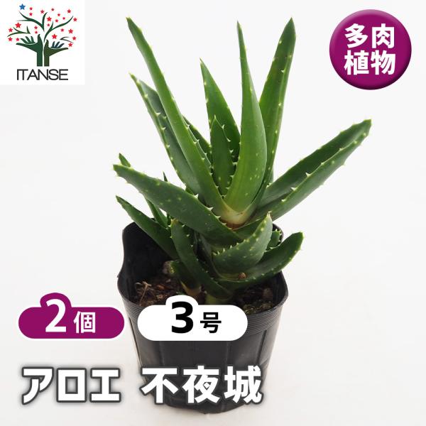 【品種特徴】 アロエの中でも特に人気があり、育てやすい定番品種「不夜城(ふやじょう)」。 肉厚で美しい緑色の葉が、交互に積み重なるようにロゼット状に成長していく姿が特徴です。 葉の縁には白いトゲがありますので、触るときには注意してください。...