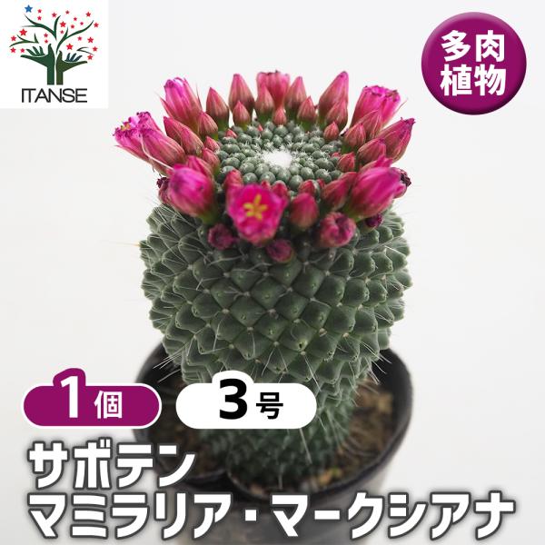 【品種特徴】パイナップルのようなユニークな球体が特徴のマミラリアです。春になると、頭頂部に王冠(リング)のように鮮やかなピンク色の花を咲かせます。緑色の球体と花のコントラストが非常に美しい品種です。株元から子株を出し、群生株に育っていく姿も...