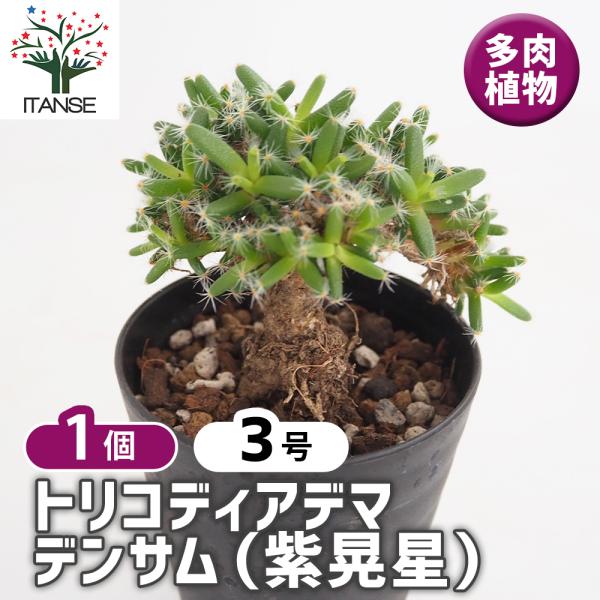 【品種特徴】ミニチュアの盆栽のような、ユニークな樹形が魅力の多肉植物です。株元がぷっくりと太る「塊根(かいこん)」を形成し、そこから多肉質の小さな葉が密生した枝を伸ばします。葉の先端には、星のように見える白い毛(トゲ)があり、これが「紫晃星...