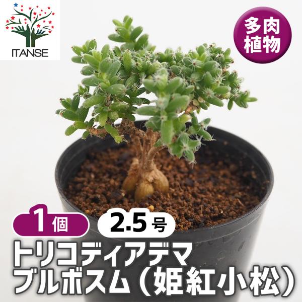 【品種特徴】ミニチュアの盆栽のような、ユニークな樹形が魅力の多肉植物です。ぷっくりと丸い塊根(かいこん)を形成し、そこから多肉質の小さな葉が密生した枝を伸ばす姿が大変愛らしいです。葉の先端には、星のように見える白い毛(トゲ)があります。マツ...