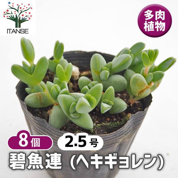 【品種特徴】 その名の通り、青緑色(碧色)の葉が、口を開けて泳ぐ魚の群れのように見える、大変可愛らしい多肉植物です。 ぷっくりとした葉と、長く伸びて垂れ下がる草姿が特徴で、ハンギング(吊り鉢)にすると、その魅力を最大限に楽しめます。 春には...