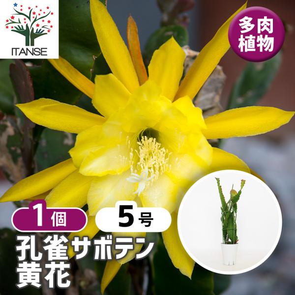 【品種特徴】孔雀サボテン(クジャクサボテン)の黄花品種です。クジャクサボテンの最大の特徴は、春から初夏(主に5〜6月)に咲く大輪で鮮やかな花です。花色は白・赤・ピンク・オレンジ・黄・紫など多彩で、花弁が重なり合い、光沢のある美しい姿が孔雀の...