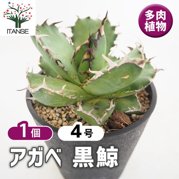【品種特徴】 アガベの中でも絶大な人気を誇る「チタノタ」の、台湾で作出された選抜品種です。 「黒鯨」の名にふさわしく、幅広で肉厚な葉と、黒くうねるような力強いトゲ(スピン)が最大の特徴。 ボール状に引き締まったロゼットを形成し、その厳つくも...