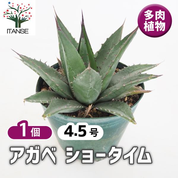 【品種特徴】人気の原種「オバティフォリア」と「ビクトリアレジーナ(笹の雪)」の交配から生まれた、大変美しいハイブリッド品種です。オバティフォリア由来の青みがかった葉色と力強さ、ビクトリアレジーナ由来の整ったロゼット形成の両方の性質を受け継い...