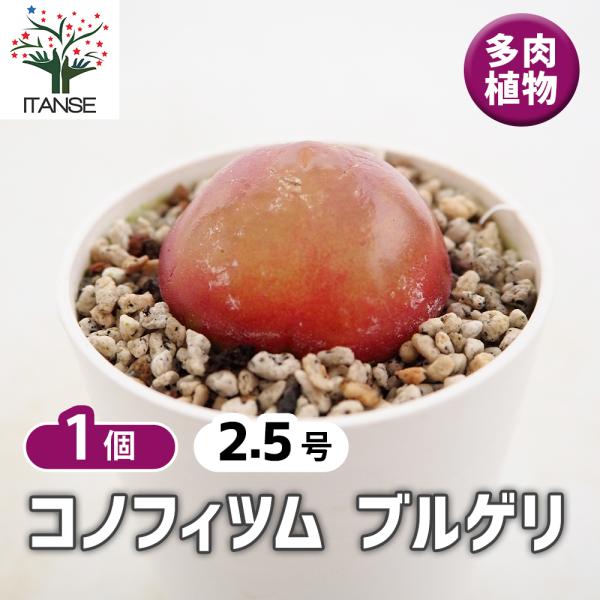 【品種特徴】 「生ける宝石」とも称される、コノフィツムの王様的な存在です。 水晶玉のように透明感のある、ほぼ完全な球体の草姿が最大の特徴。 光にかざすとキラキラと輝き、強い光に当てるとルビーのように赤く色づく姿は、見る者を虜にします。 成長...