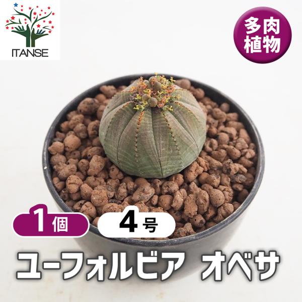 【品種特徴】 オベサは、丸く球状の形が特徴的な塊根性ユーフォルビアで、その姿から「Baseball Plant(野球ボール)」とも呼ばれます。 南アフリカ原産で、乾燥した環境に適応してます。 厚みのある肉質の茎は緑色に白い縞模様が入り、節が...