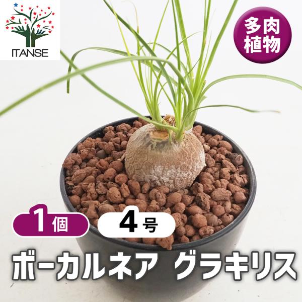 【品種特徴】 ボーカルネア グラキリスは、どっしりとした株元の幹が特徴の塊根植物で、市場にはあまり出回らない希少品種です。 幹の表面は松の皮のようなコルク状で、成長に伴い深い亀裂が入り、野生的な力強さを感じます。 トックリラン(ボーカルネア...