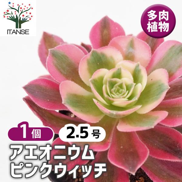 【品種特徴】 ピンクとグリーンのコントラストが美しい、アエオニウムの人気品種「ピンクウィッチ」。 まるで魔女が魔法をかけたかのような、幻想的で妖艶な色合いが最大の魅力。 季節や日照条件によって葉色は変化します。 特に秋から冬にかけての紅葉期...
