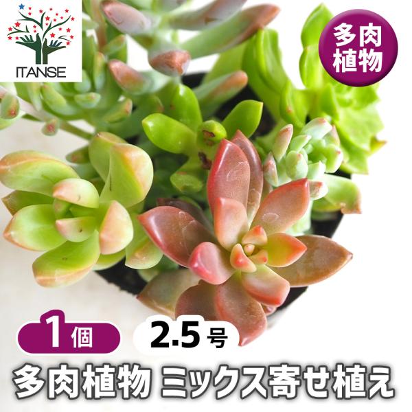 【品種特徴】ぷくぷくとした葉が可愛らしい、人気の多肉植物のミックス寄せ植えです。セダムやエケベリア、パキフィツムなど、育てやすい品種を中心に数種類を植え込んでいます。このまま飾るのはもちろん、ご自身で大きな寄せ植えを作る際の材料としてもお使...
