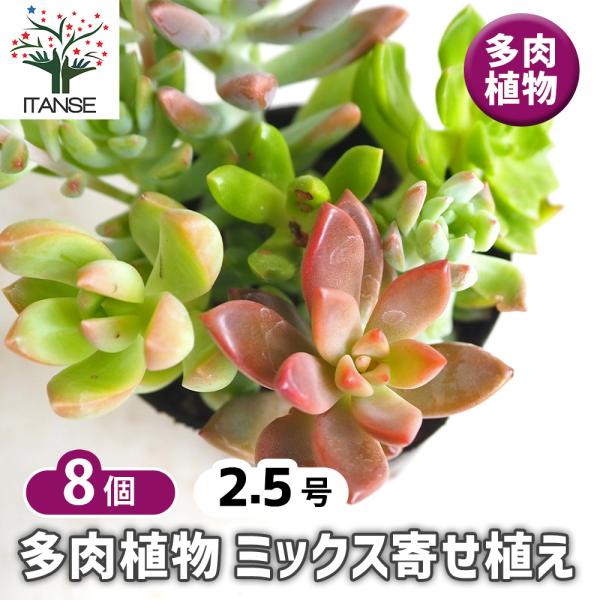 【品種特徴】ぷくぷくとした葉が可愛らしい、人気の多肉植物のミックス寄せ植えです。セダムやエケベリア、パキフィツムなど、育てやすい品種を中心に数種類を植え込んでいます。このまま飾るのはもちろん、ご自身で大きな寄せ植えを作る際の材料としてもお使...