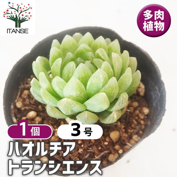 【品種特徴】ハオルチア・クーペリーの変種で、透明感のある淡い緑色の葉が美しい品種。葉が密に重なり合い、整った美しいロゼットを形成します。葉の上部には「窓」と呼ばれる半透明な部分があり、光に透かすとキラキラと輝き、きれいです。性質は強健で育て...
