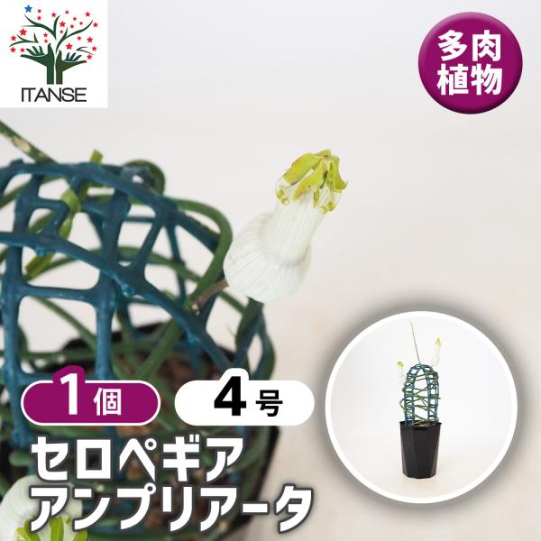 【品種特徴】白地に緑の模様が入った、パラシュートやUFOに似た袋状の花を咲かせる、つる性の塊根植物です。花は食虫植物のように見えますが、虫を消化するわけではなく、花粉を運んでもらうために一時的に虫を閉じ込めます。成長期には細い蔓を伸ばし、小...