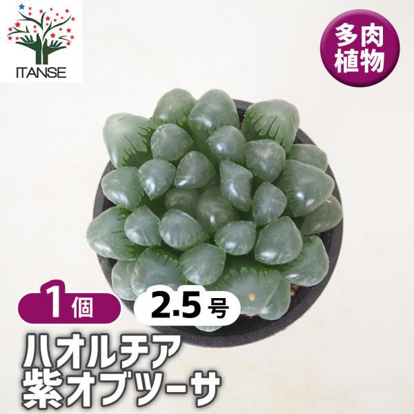 【品種特徴】丸くぷっくりとした葉を密に立ち上げる、オブツーサの紫系選抜個体です。葉の先端は「窓」と呼ばれる透明な組織になっており、光にかざすと内側まで透けて見えます。深い緑を基調に、日照や季節によって紫がかった色みを帯びるのが本種の見どころ...