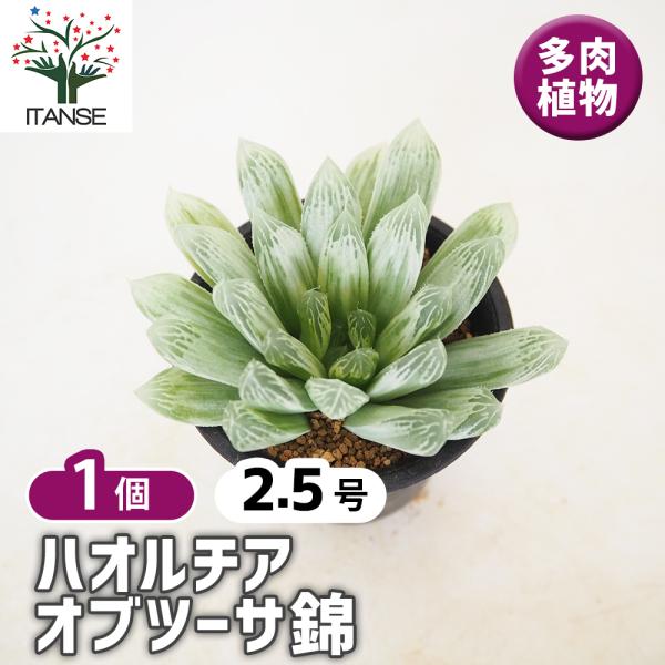 【品種特徴】人気のオブツーサに、白からクリーム色の斑が入った斑入り個体です。緑と白のコントラストが美しく、葉先の透明な「窓」には網目状の模様が浮かびます。斑の入り方は一株ごとに異なり、同じ模様のものはふたつとありません。斑入りのハオルチアの...