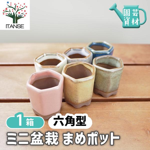 【商品特徴】ミニ盆栽や豆盆栽、多肉植物、山野草などの栽培に最適な、小さな陶器鉢のセットです。植物の魅力を引き立てる、可愛らしい形状が揃っています。【検索キーワード】ミニ盆栽 まめポット 丸型 陶器鉢 6色 豆鉢 豆盆栽 多肉植物 塊根植物 ...
