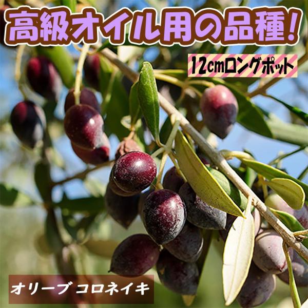 ギリシャ国内の生産面積の半分以上はこのコロネイキが占めます。オイル品質がとても高いが果実は小型で生産性は少ない。採れるオリーブオイルの量がわずかですが高品質なので、高級オイルとしてよく知られています。葉も小さく可愛い葉です。学名：Olea ...