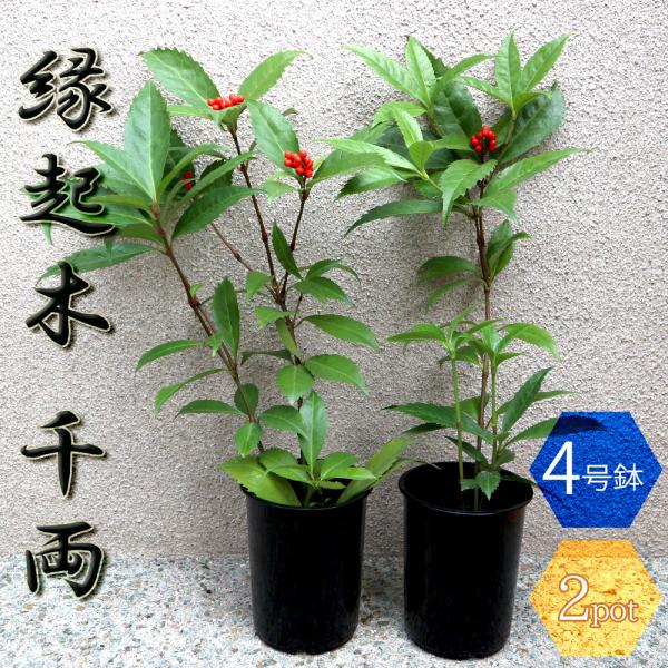 花の少ない冬に、美しい果実をつけるセンリョウは、正月の縁起物として人気の高い植物です。センリョウはセンリョウ科の常緑低木で、ヒトリシズカ(Chloranthus japonicus)やフタリシズカ(C. serratus)などと同じ仲間です...