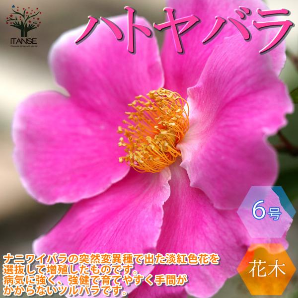 ナニワイバラの突然変異種で出た淡紅色花を選抜して増殖したものです。花被片5枚、花径は5〜10cmほどになる一重で、葉は3枚。ナニワイバラほどではありませんが芳香があります。一季咲き、一重咲き、ツル性で日向を好みます。病気に強く、強健で育てや...