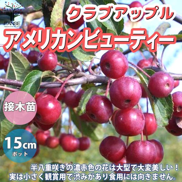 クラブアップル　アメリカンビューティー：花は半八重咲きの濃赤色で直径5センチと大型で大変美しい花です。実は小さく観賞用で渋みがあり食用には向きません。学名は「森のりんご」を意味します。学名：Malus sylvestris和名：ヒメリンゴ、...