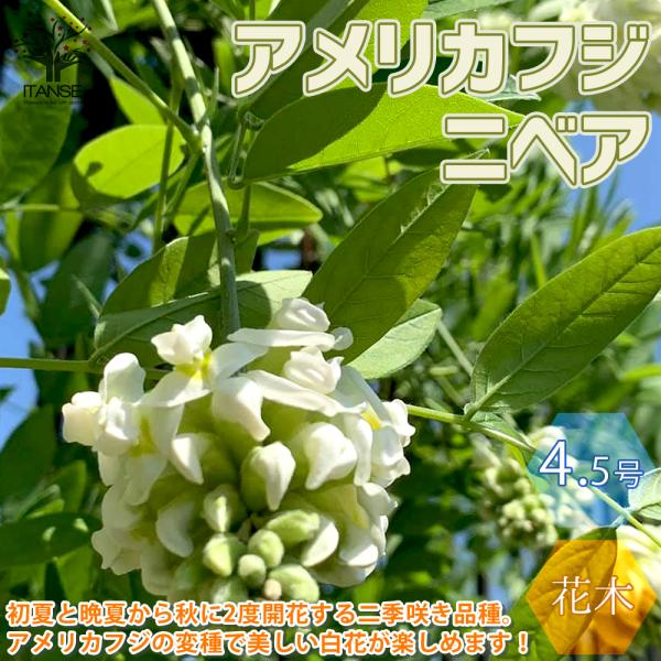 アメリカフジの変種で美しい白花の品種です。初夏と晩夏から秋に２度開花するツル性低木植物。若木のうちから開花し成長性が良く強健です。樹高約3mまでとわい性タイプなので、藤棚のような大掛かりな設備がいらず、鉢植えでウッド製トレリスやフェンスにつ...