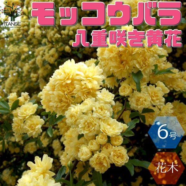 モッコウバラの黄色八重咲き種で、一連のバンクシエアは常緑性で冬にも葉を落としません。夏はよい緑陰を作ります。害虫もいたって少なくまさに野生のノバラの扱いで栽培できるのが魅力です。開花は一季咲きです。学名：Rosa Banksiae Lute...