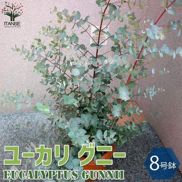 ユーカリの中でも栽培しやすく、銀色がかった葉と樹形の美しさから人気がある品種です。若木の時は丸葉を楽しめ、成長すると細葉が楽しめます。耐寒性もあり、屋外でも育てる事ができます。(若木時は耐寒性が低いので寒冷地では鉢植えを推奨)オーストラリア...