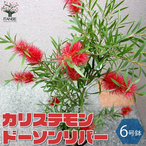 ※開花時期以外の期間や開花時期内でも個体により、花の無い状態でのお届けとなります。花の形がビンを洗うブラシに似ているので、ブラシの木とも言われています。また、金宝樹とも呼ばれ、縁起が良い木で家が栄えると言われています。花つきがよく、開花時期...