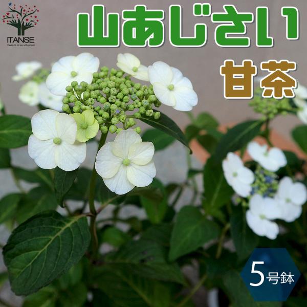 甘茶は山アジサイのなかで葉を乾燥させて煮出すと甘味のあるものを指し、昔から4月8日の潅仏会に用いられました。各地の自生種のなかから発見され、品種の数もとても多いのが特徴です。花はガク咲きで、ガク片は最初白で咲き始め、徐々にピンクに変わり、終...