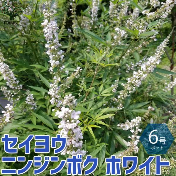 初夏に穂状の花を咲かせる落葉低木で、花や葉などに爽やかな芳香があります。強健で花木が長いので、晩夏まで咲き続けてくれます。花の少ない暑い時期に涼し気な花を咲かせてくれるので、人気があります。実はハーブティーとしても利用可能で、女性ホルモンの...