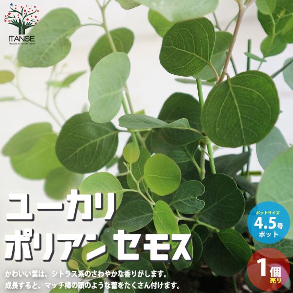 葉がハートのような形をしている人気のユーカリで、ポポラスやハートリーフユーカリとも呼ばれています。かわいい葉は、シトラス系のさわやかな香りがします。成長すると、マッチ棒の頭のような蕾をたくさん付けます。オーストラリアの乾燥地域が原産のために...