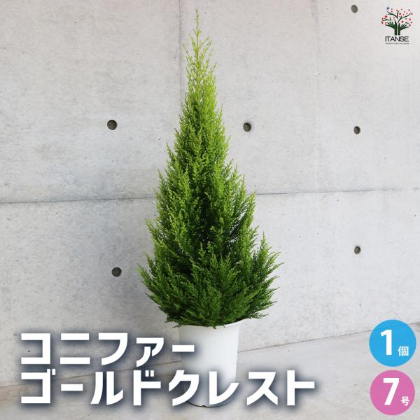 ゴールドクレストは、葉にシトラス系の香りがあり、円錐状の美しい樹形になる植物です。海外から導入された針葉樹の園芸品種は、総称して「コニファー」と呼ばれ、その代表格がゴールドクレストです。その樹形の美しさから、クリスマスツリーの代わりとして、...