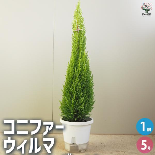 コニファー ウィルマは、ゴールドクレストの選抜品種で、樹高が低く、室内向きの品種です。 枝の密度が高いので、樹形が整いやすく、見た目がとても美しく、インテリアグリーンに最適です。 生育期には多くの水分が必要となりますので、水切れには注意が必...