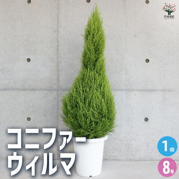 コニファー ウィルマは、ゴールドクレストの選抜品種で、樹高が低く、室内向きの品種です。枝の密度が高いので、樹形が整いやすく、見た目がとても美しく、インテリアグリーンに最適です。生育期には多くの水分が必要となりますので、水切れには注意が必要で...