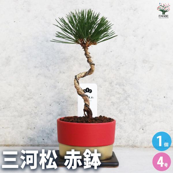 黒松は、乾燥や湿気や潮風に強く、沿岸地域の砂防林に用いられたり、大気汚染や公害にも強いので、防風林や街路樹としても用いられます。 樹勢も強く針金掛けしやすいので、樹形が作りやすいので盆栽として人気があります。 特に三河地方の黒松は、葉が細く...