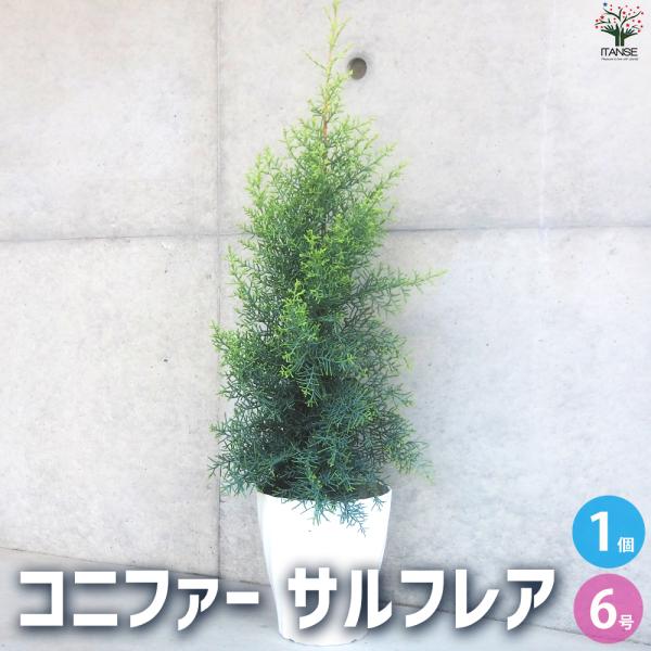 パステルカラーの柔らかいグリーンと、頂上だけ色づく黄金の葉色が美しい品種です。 うろこ状の葉・細い枝は緻密で、繊細な樹形が楽しめます。 寒さにあたることで、葉色に白が入り、より可愛い株姿になります。 クリスマスの木とも呼ばれており、クリスマ...