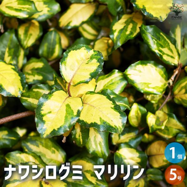 【PVP登録品種/第32030号/海外への持出や営利目的の増殖は禁止されています】【品種特徴】ナワシログミ マリリンは、濃い緑色の葉に、明るい黄色の斑が中央に入る、葉色のコントラストが美しい品種です。コンパクトで、大きくなっても50〜100...