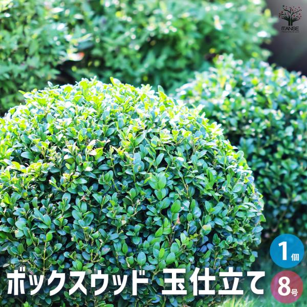 【品種特徴】 ボックスウッドの玉仕立てです。 玉仕立ては、洋風庭園やエントランスの装飾に最適な常緑低木の仕立て方でで、直立した一本の主幹と球形に刈り込まれた樹冠から成り、樹高が低いため主幹は根元が少し見える程度か全く見えないのが特徴です。 ...