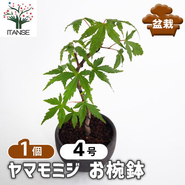 【品種特徴】 ヤマモミジは、日本の山地に広く自生するカエデの一種で、原種に近い存在です。 5〜7裂の手のひら状をしておりギザギザの葉をしていて、春から秋にかけて黄緑、深い緑、鮮やかな赤や橙、黄色に紅葉する美しい樹木です。 自然な樹形と繊細な...