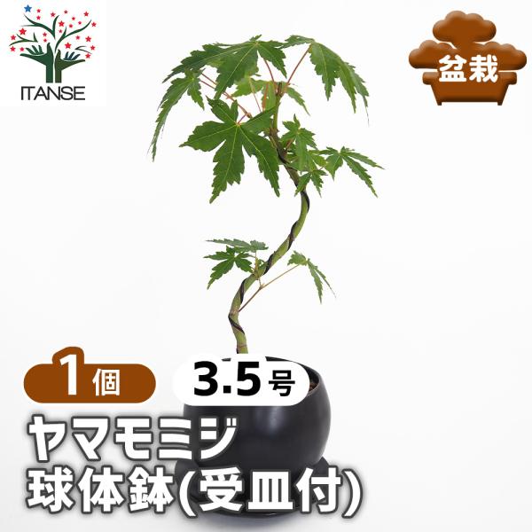 ★鉢色のご指定は承れません。ご了承ください。【品種特徴】ヤマモミジは、日本の山地に広く自生するカエデの一種で、原種に近い存在です。5〜7裂の手のひら状をしておりギザギザの葉をしていて、春から秋にかけて黄緑、深い緑、鮮やかな赤や橙、黄色に紅葉...