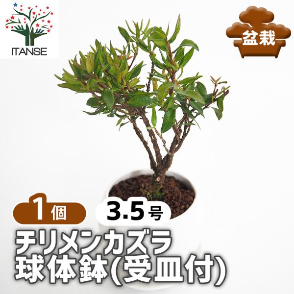 【品種特徴】 チリメンカズラ(縮緬葛)は、テイカカズラの矮性品種で、濃い緑色の縮れた小さい葉をしています。 ちりめん状の細かいシワが葉に入っていることから名づけられました。 常緑のつる性で、紅葉するとまた別の美しさを味わえます。 丈夫で育て...
